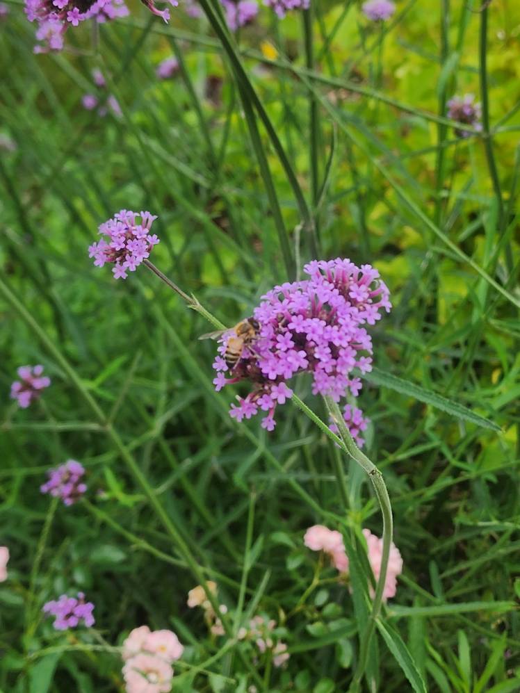 리니지 2 레볼루션 공식 커뮤니티 날씨가 완전ㅜㅜ미쳤다리 Netmarble Forums