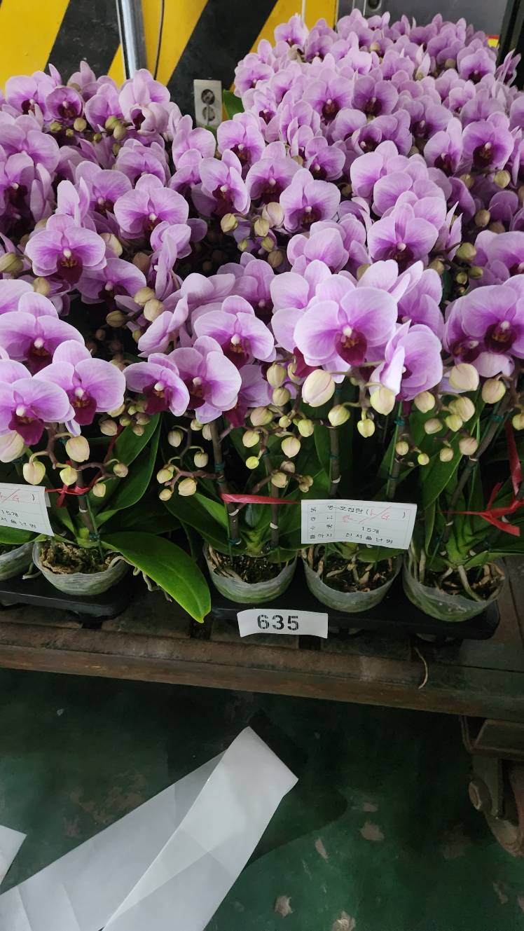 리니지 2 레볼루션 공식 커뮤니티 탈리스만 강화100실패요 Netmarble Forums