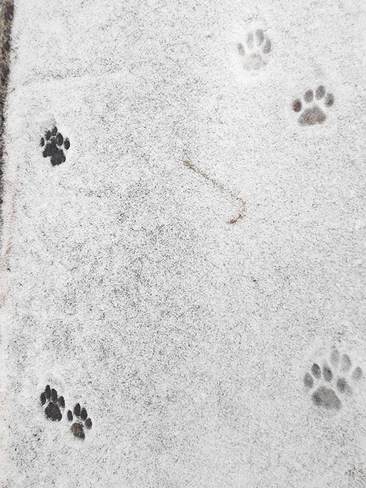 리니지 2 레볼루션 공식 커뮤니티 눈왔네요 ㅎㅎ Netmarble Forums